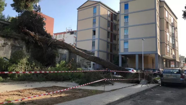 YouTG.NET - Cagliari, grosso pino cade su un edificio in via Is Mirrionis YouTG.NET - Cagliari, grosso pino cade su un edificio in via Is Mirrionis